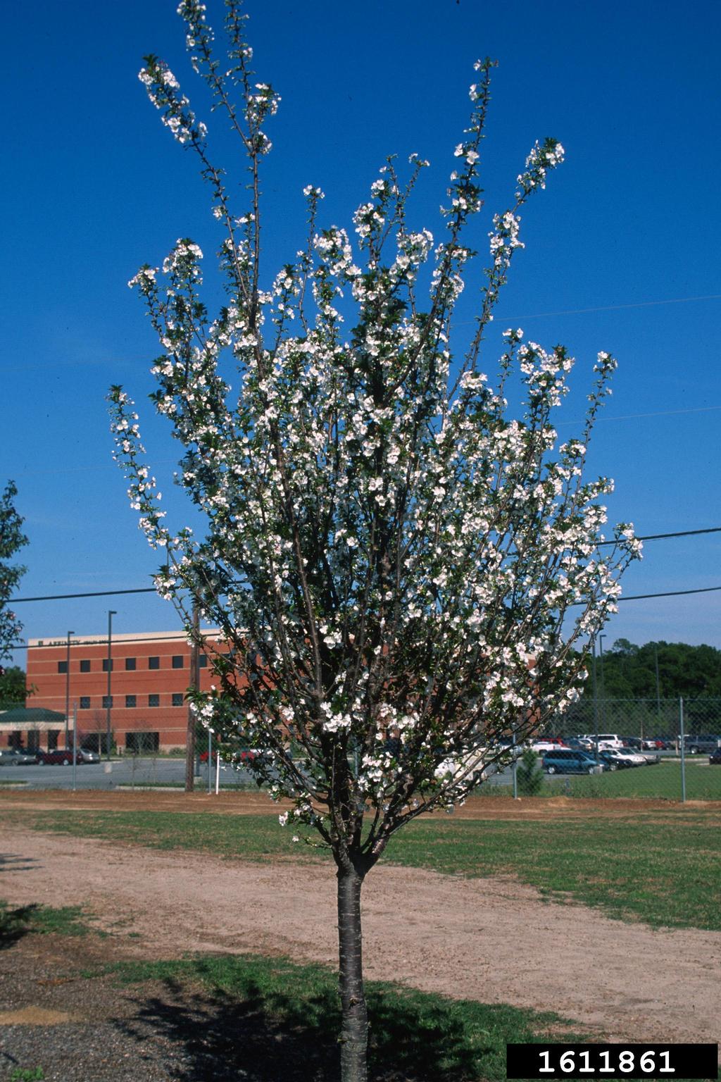 'snow goose' cherry (Prunus cv. 'snowgoose')