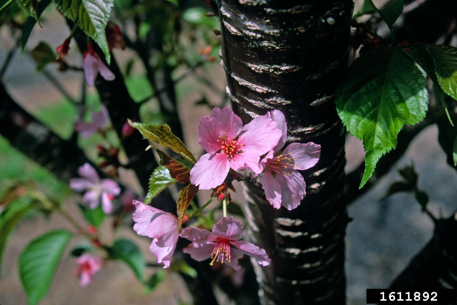 plum/cherry (Genus Prunus)
