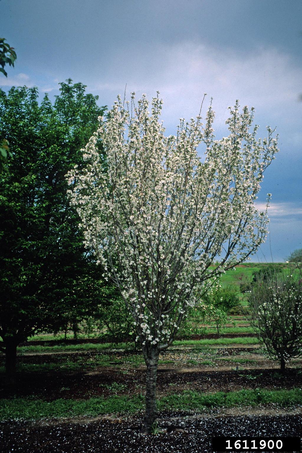 plum/cherry (Genus Prunus L.)