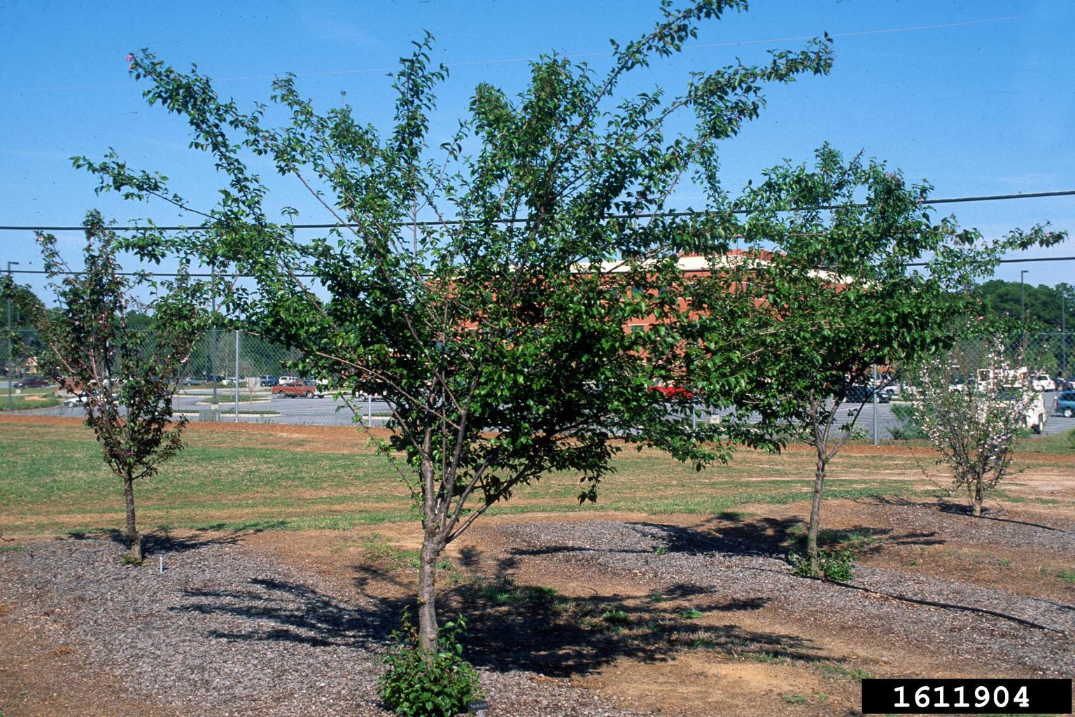 plum/cherry (Genus Prunus L.)