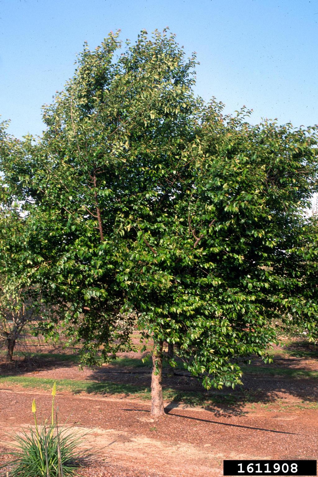 plum/cherry (Genus Prunus L.)