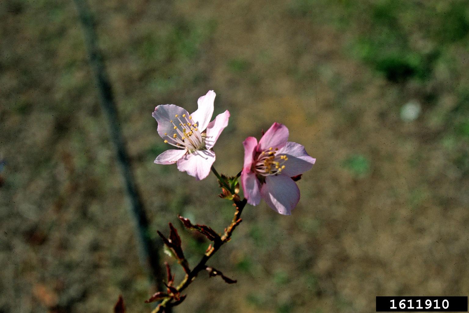 plum/cherry (Genus Prunus)
