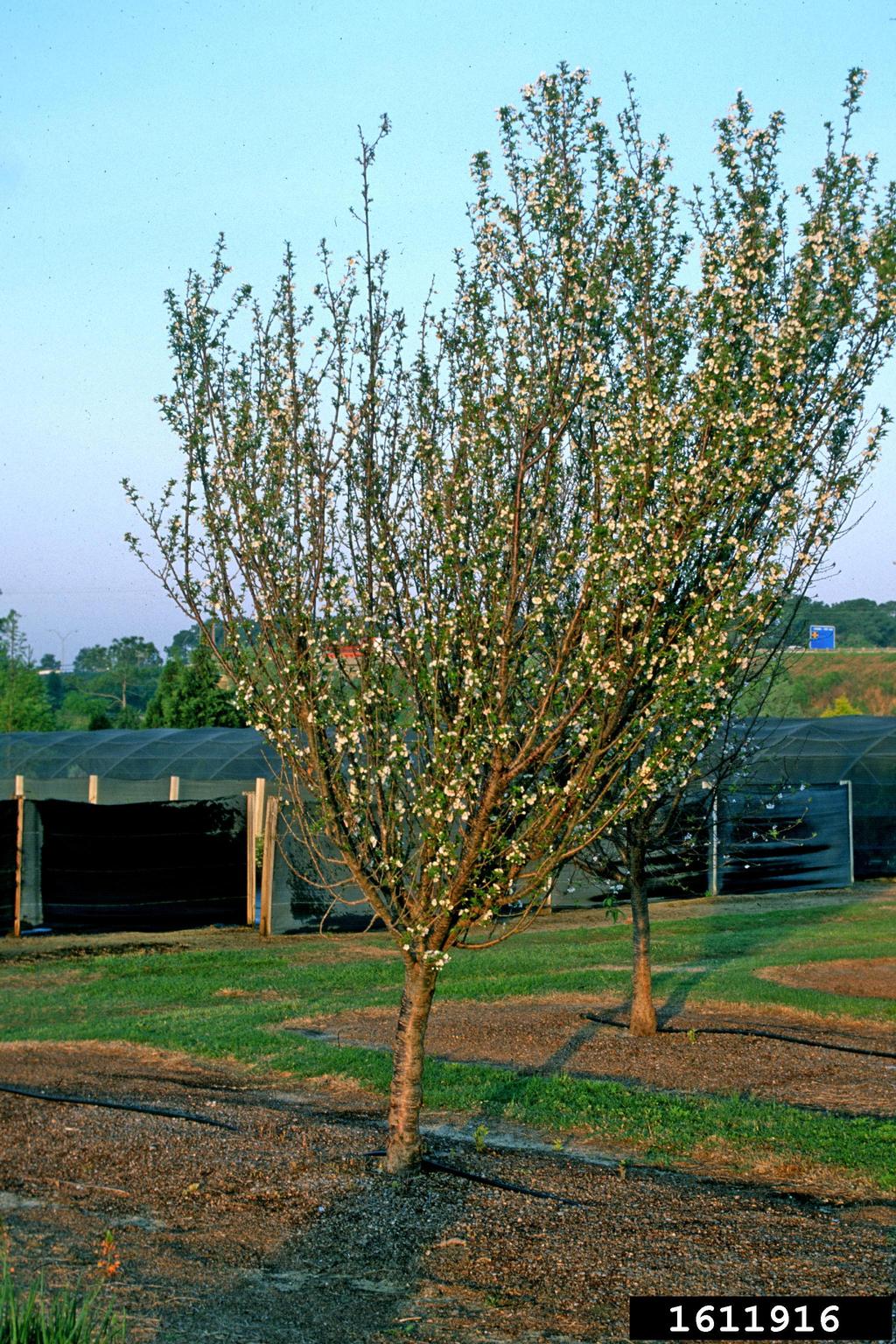 plum/cherry (Genus Prunus L.)