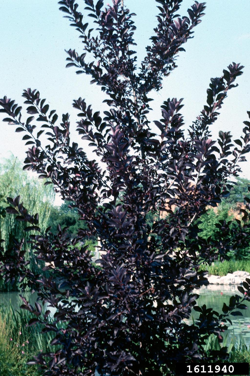 common chokecherry (Prunus virginiana L.)