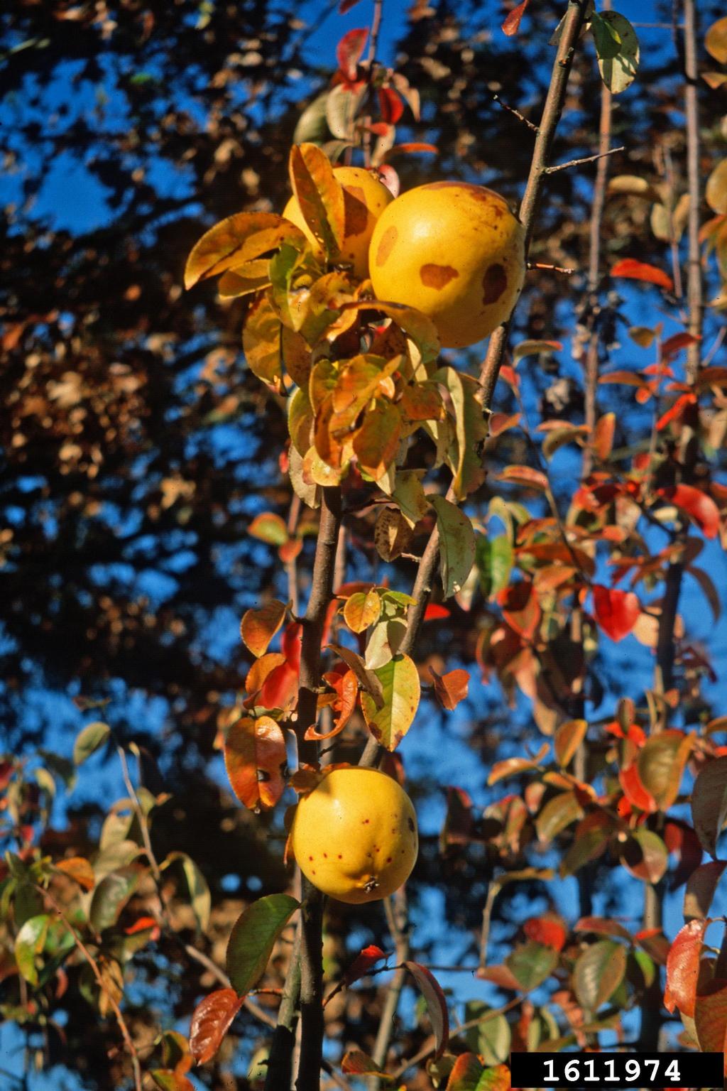 Chinese-quince (Pseudocydonia sinensis (Thouin) C.K. Schneid.)