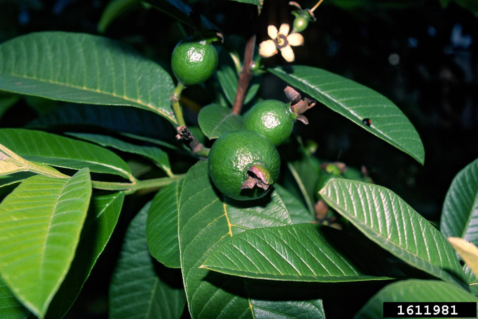 guava (Psidium guajava L.)