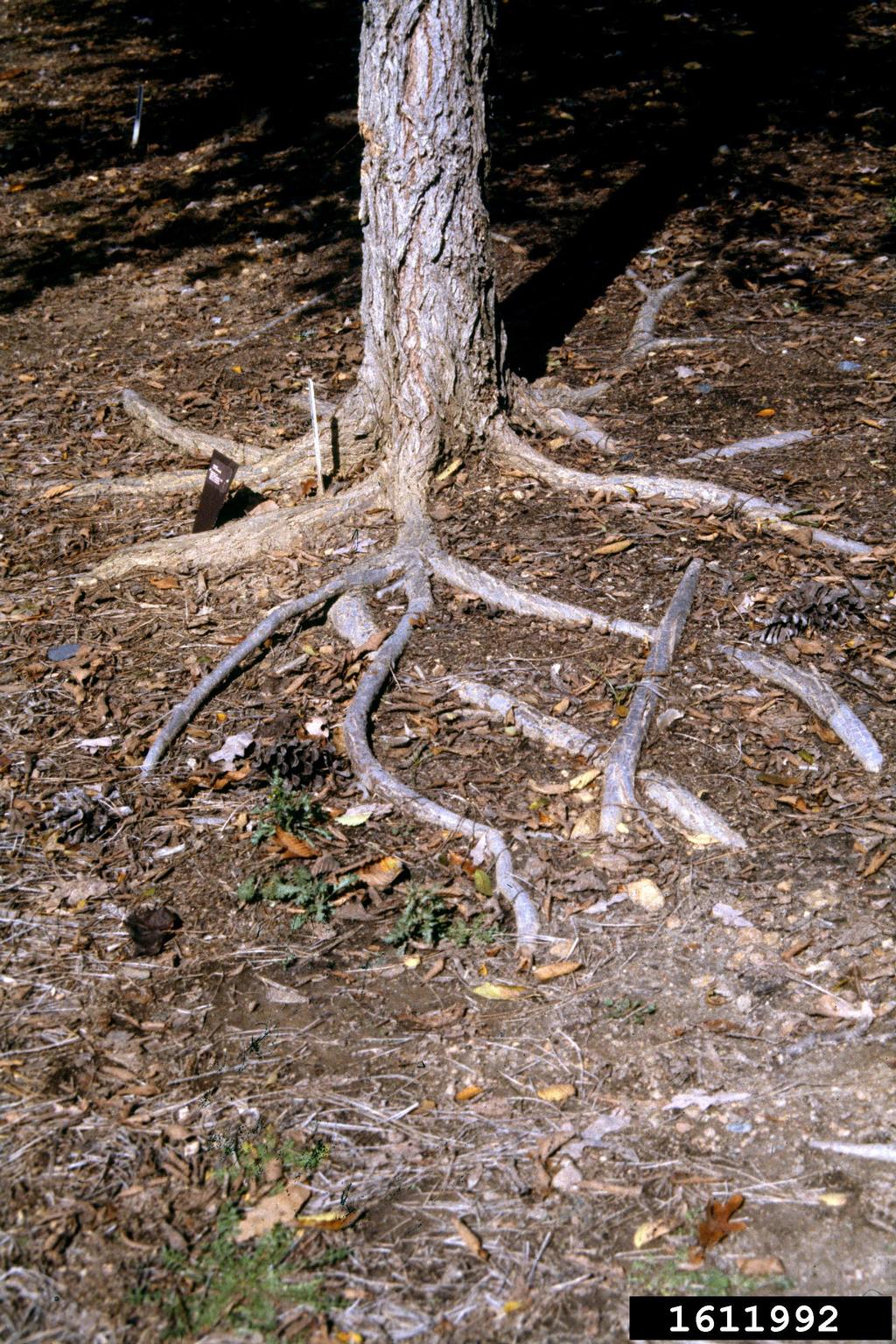 pterocarya (Genus Pterocarya)