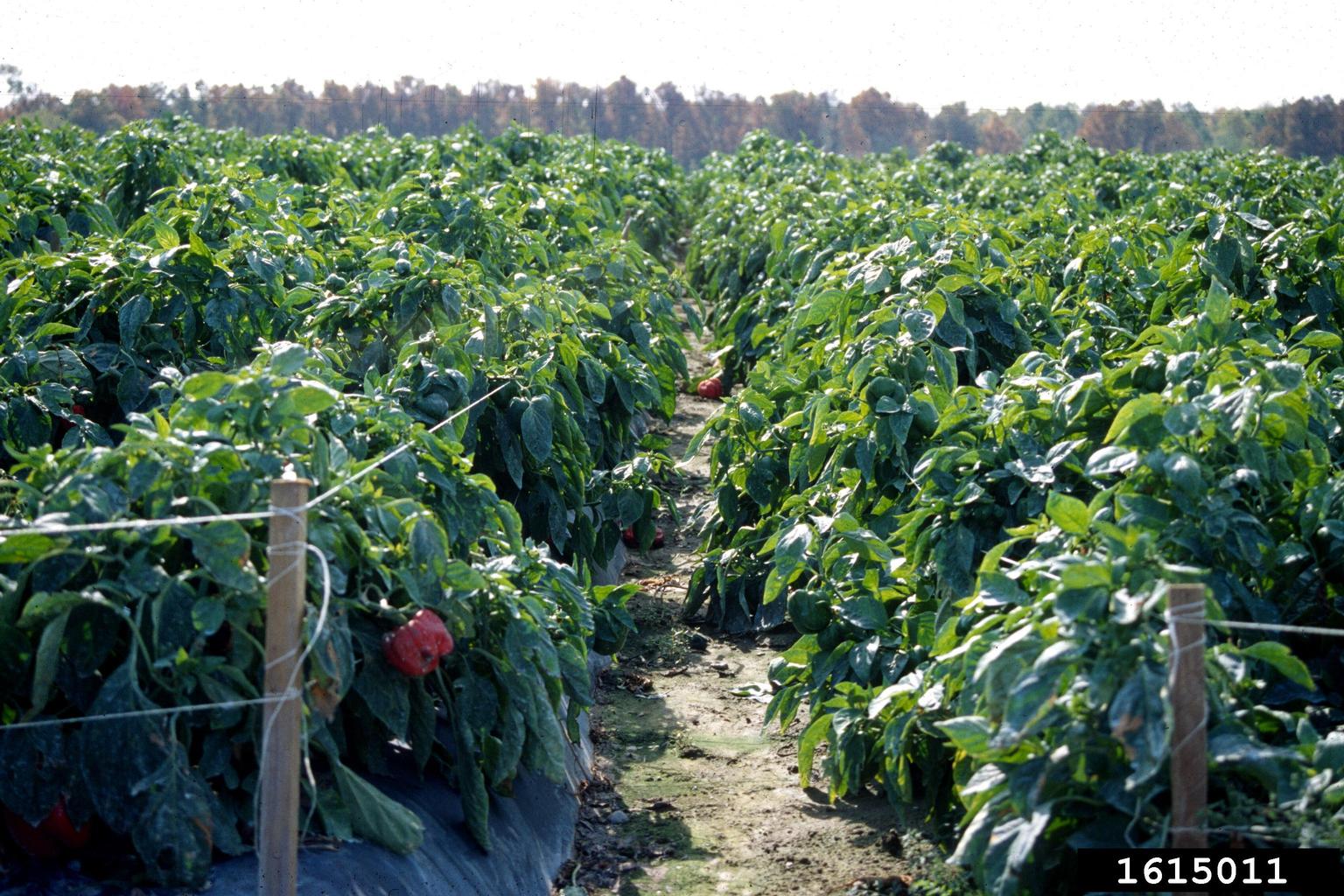 pepper (Capsicum annuum)