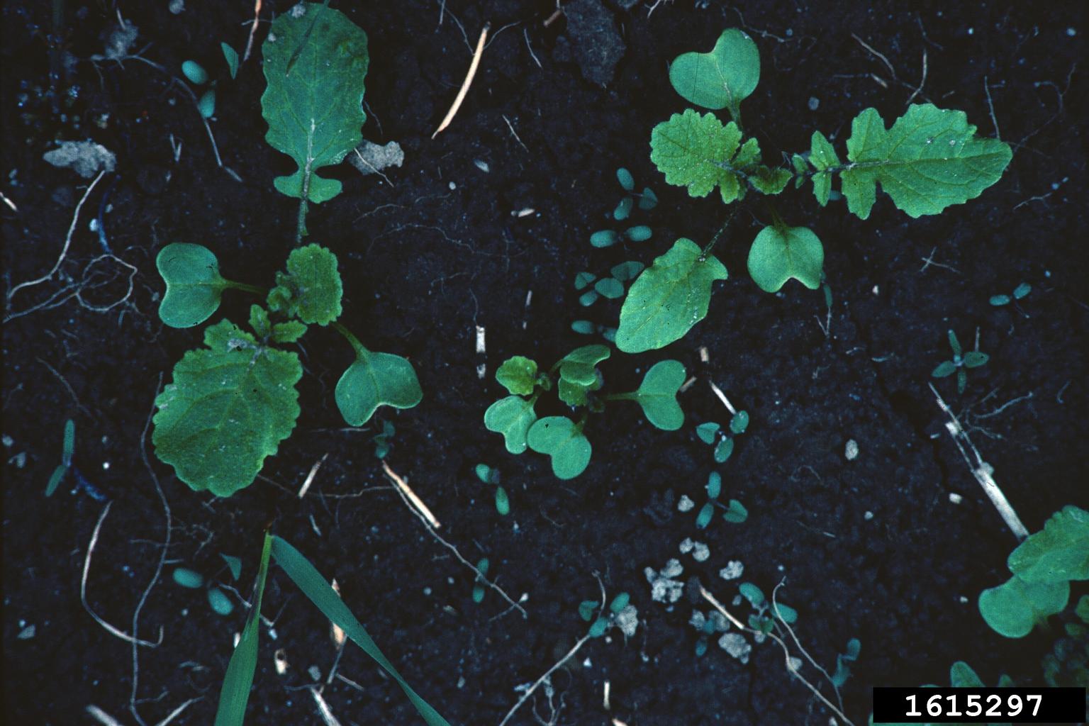 wild radish (Raphanus raphanistrum L.)