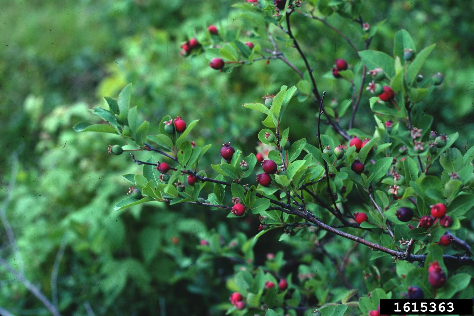 serviceberry (Genus Amelanchier)