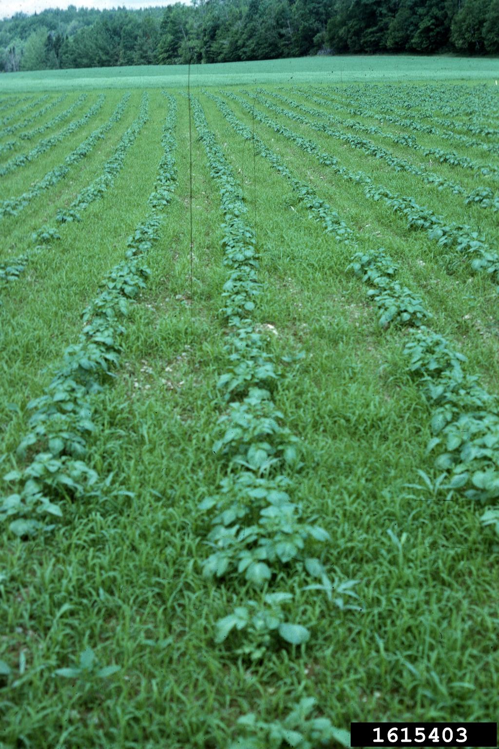 barnyardgrass (Echinochloa crus-galli)