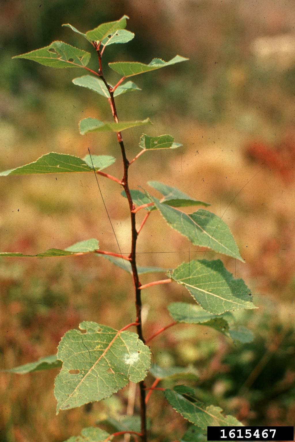 Aspen poplar Genus Populus Aspen poplar Genus Populus