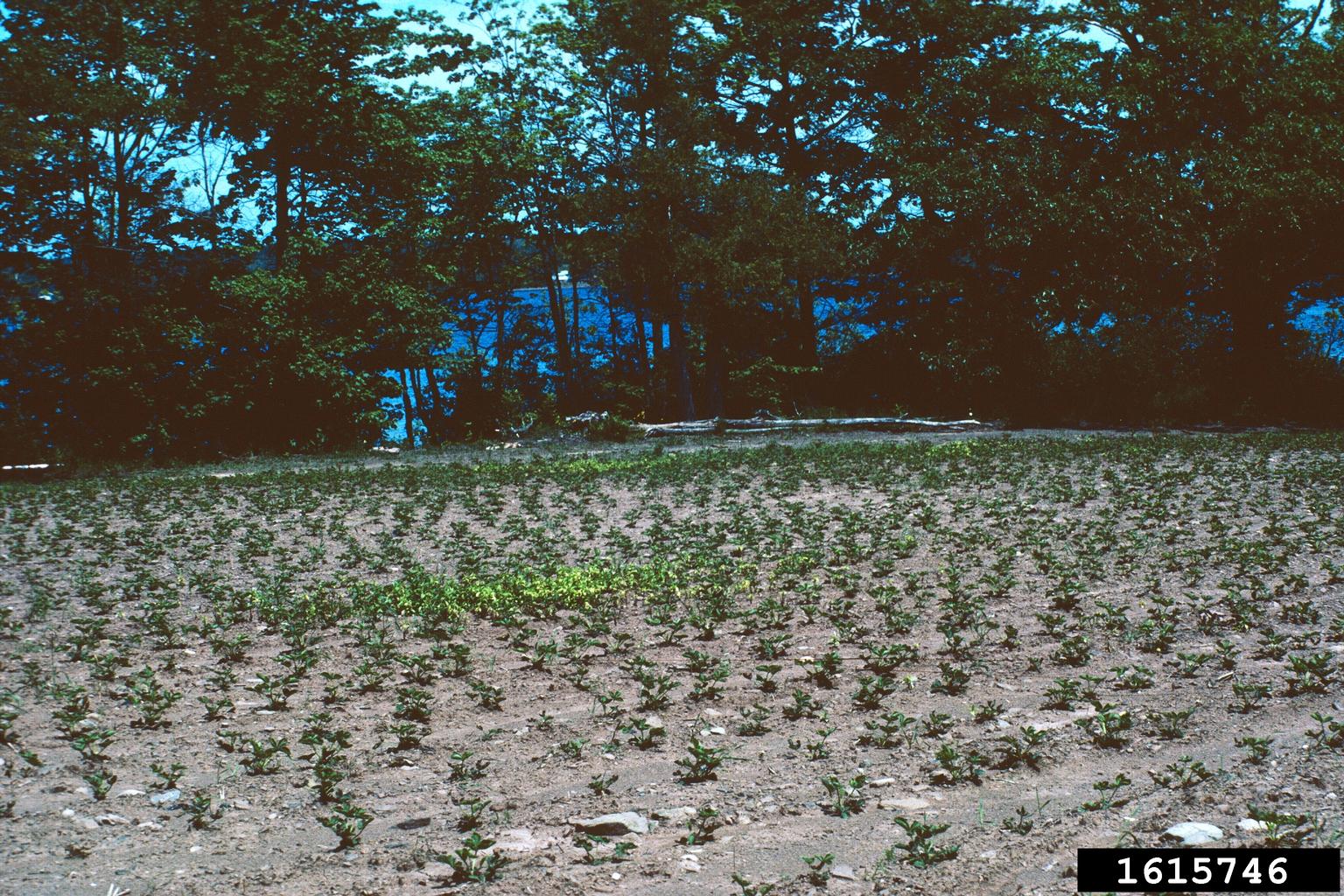 field mint (Mentha arvensis L.)