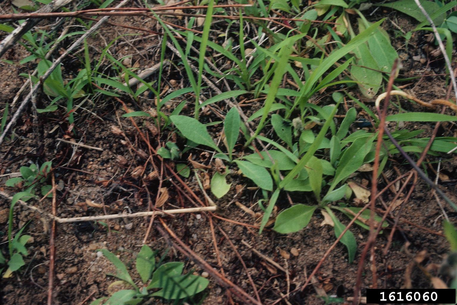 hoary alyssum (Berteroa incana (L.) DC)