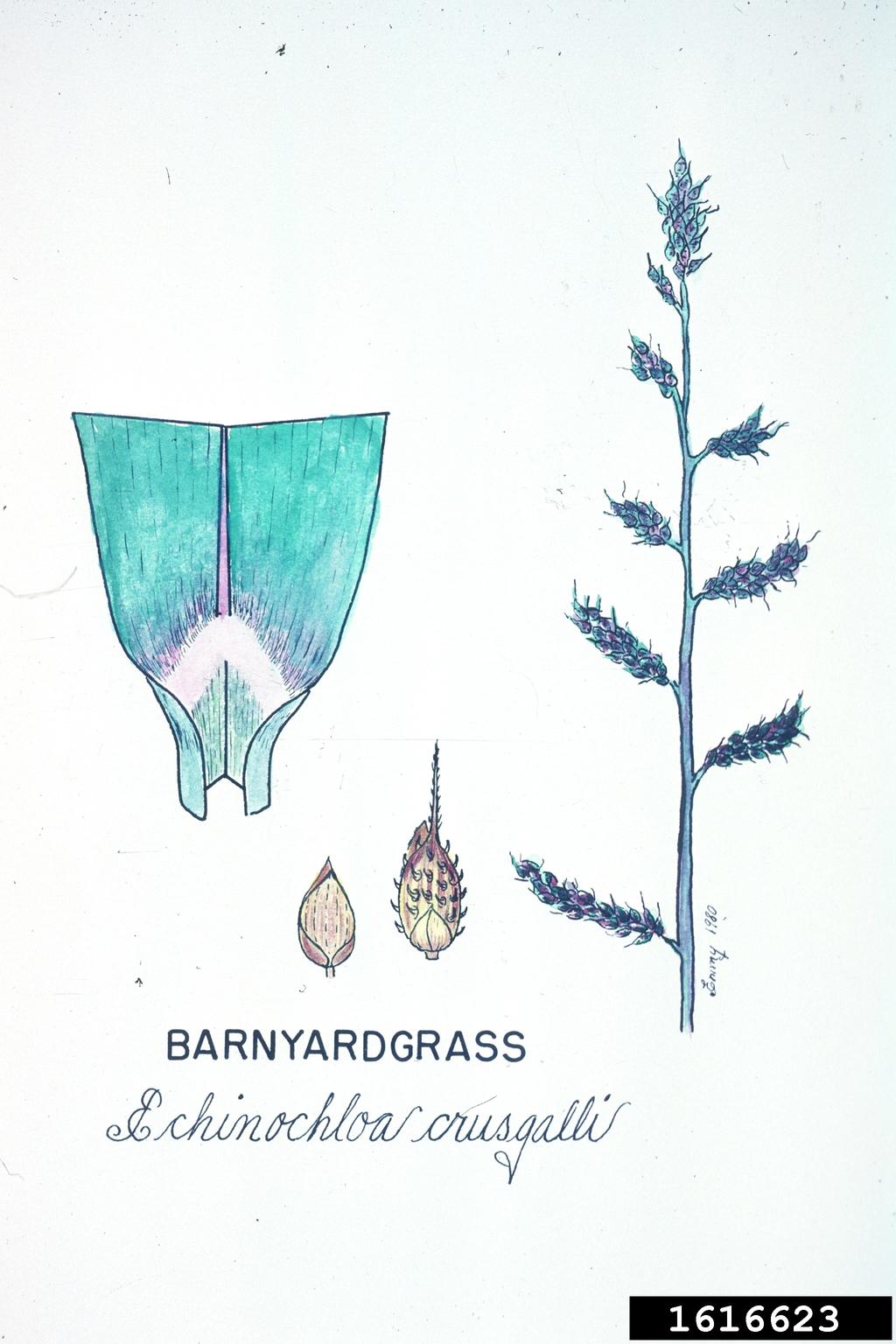 barnyardgrass (Echinochloa crus-galli (L.) Beauv)