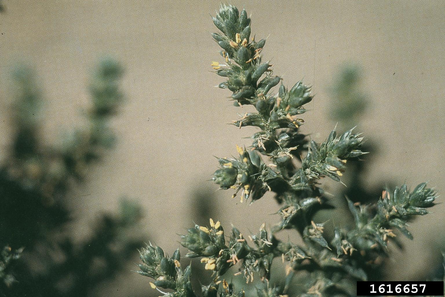 common saltwort (Salsola kali L.)
