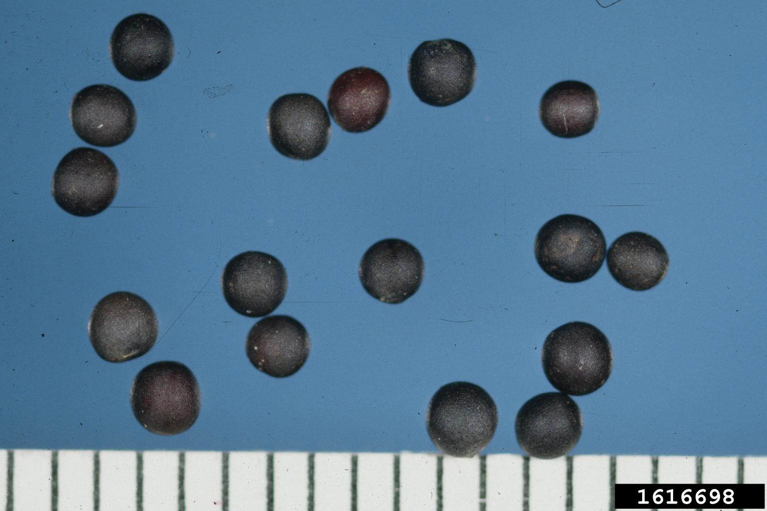 wild mustard (Sinapis arvensis L.)