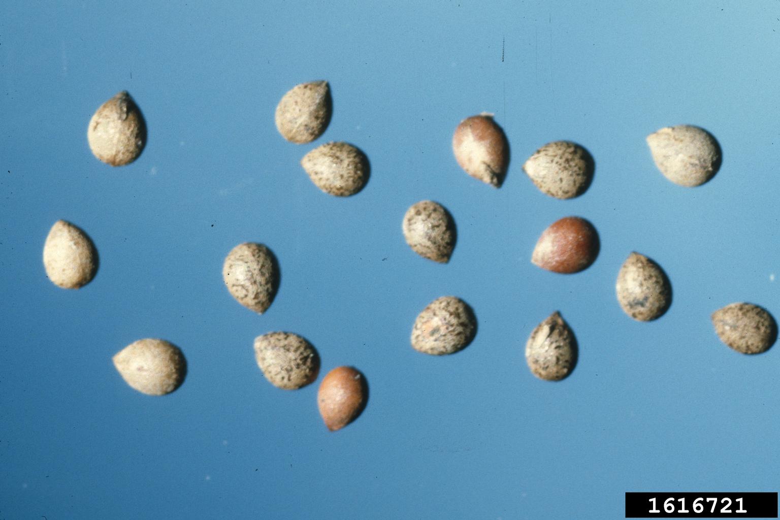 Virginia copperleaf (Acalypha virginica)