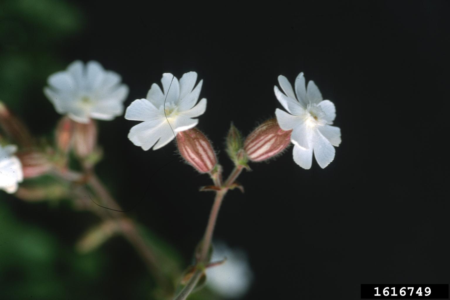 white campion (Silene latifolia Poir.)