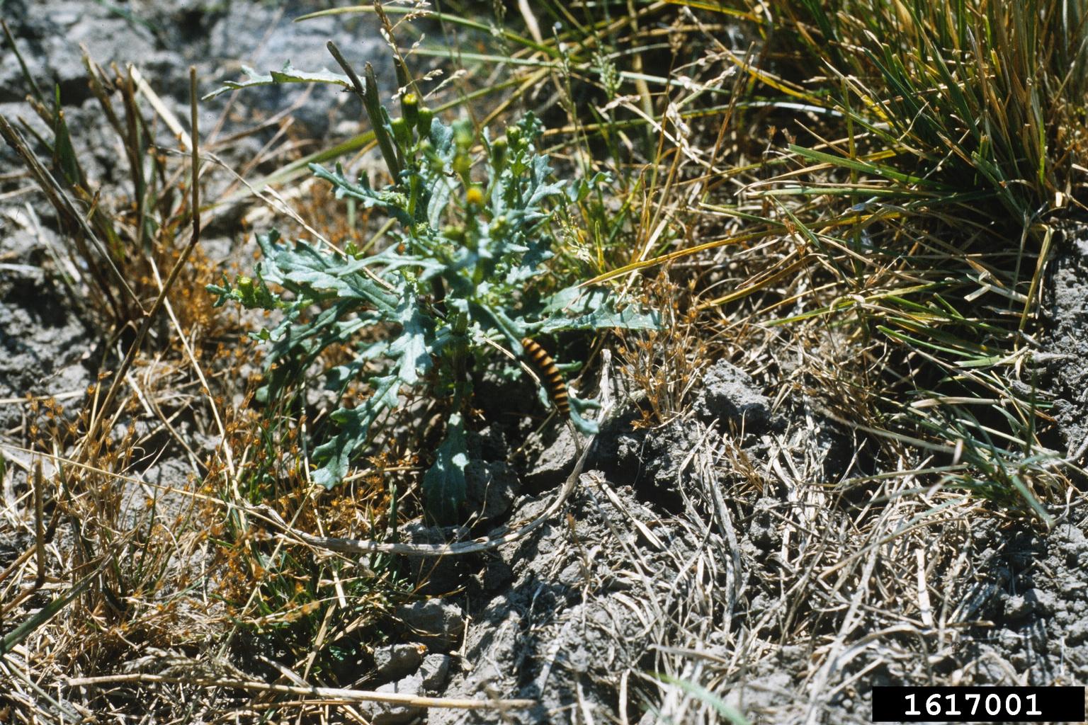 tansy ragwort (Jacobaea vulgaris Gaertn.)
