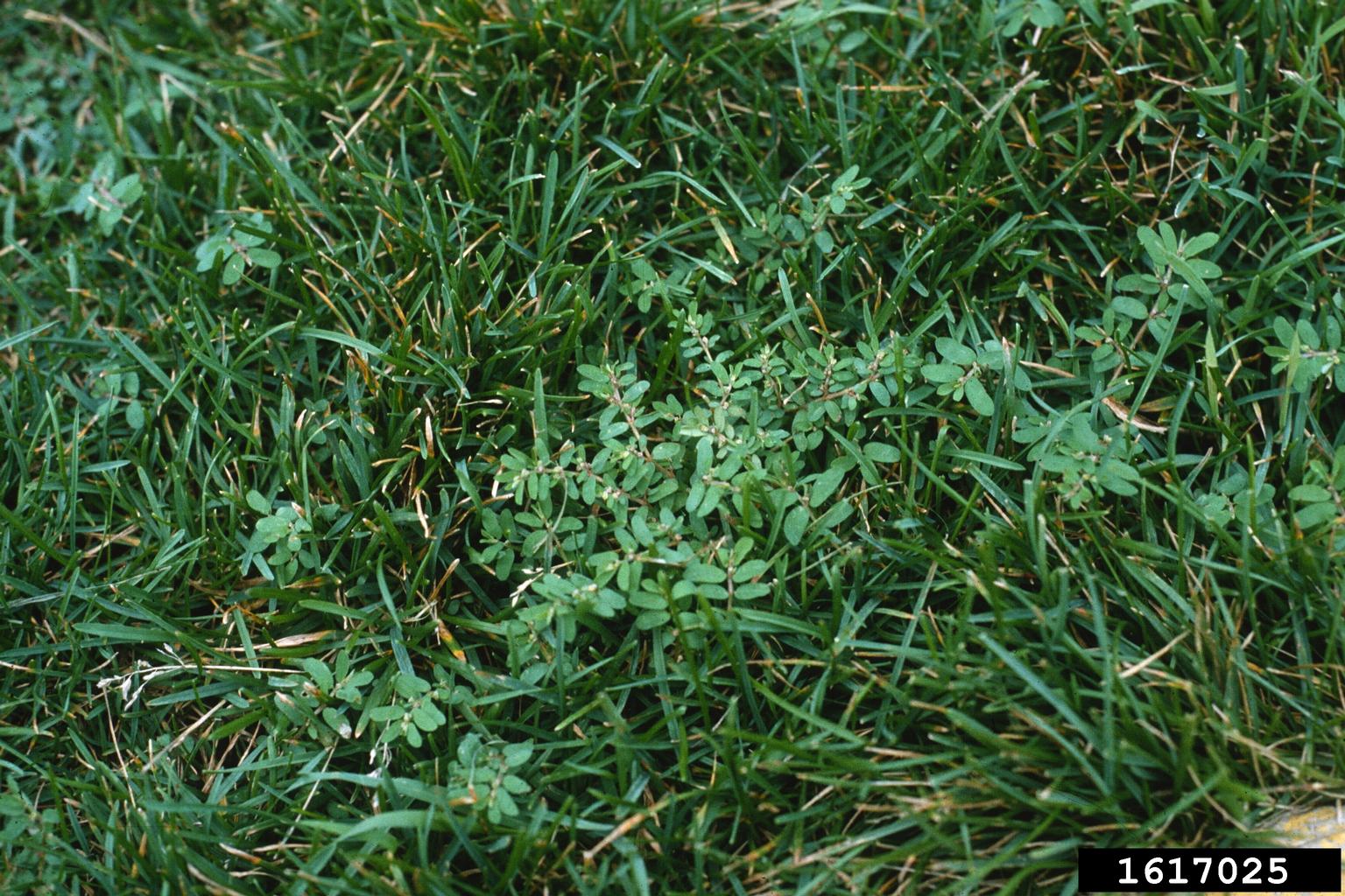 prostrate spurge (Chamaesyce humistrata (Engelm.) Small)