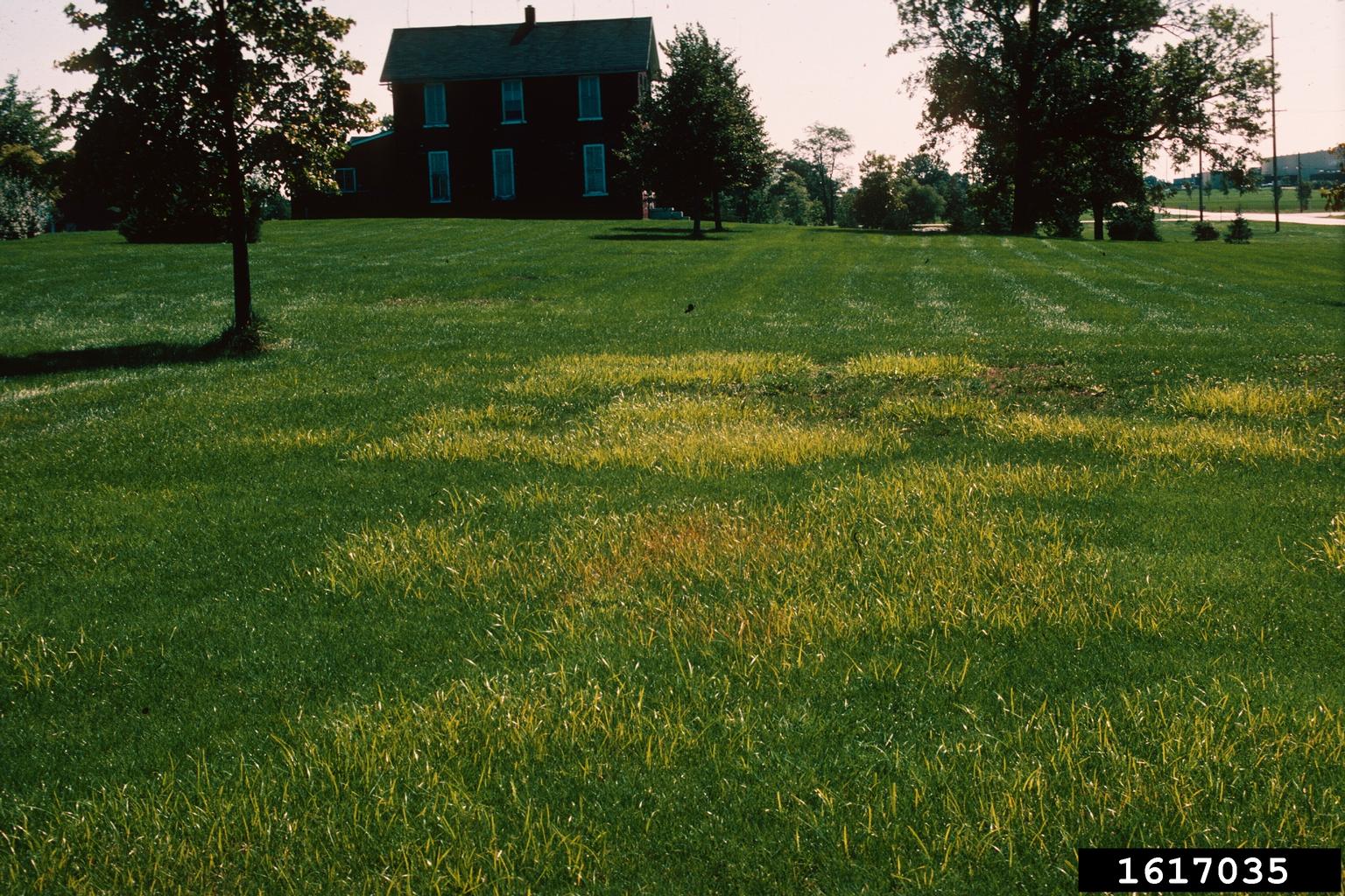 yellow nutsedge (Cyperus esculentus L.)