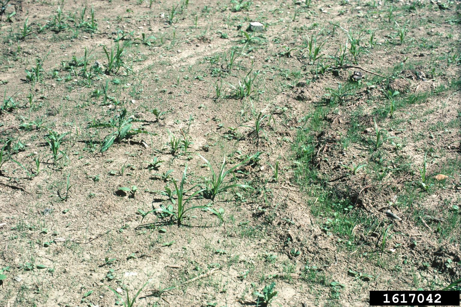 yellow nutsedge (Cyperus esculentus L.)