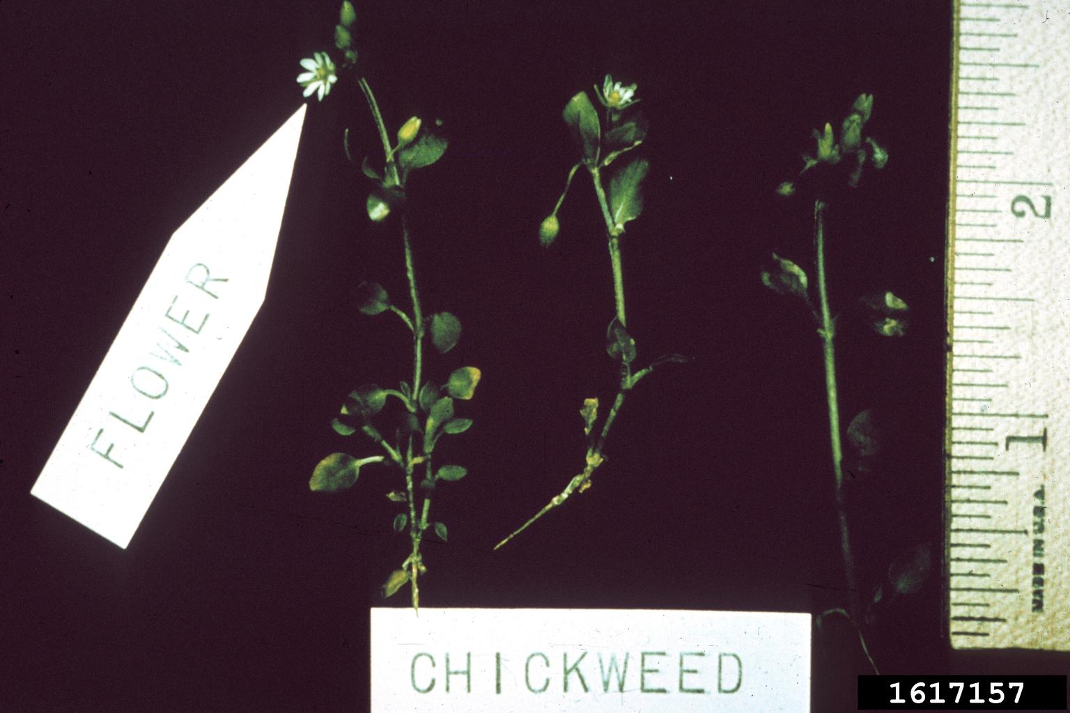 common chickweed, Stellaria media (Caryophyllales: Caryophyllaceae ...