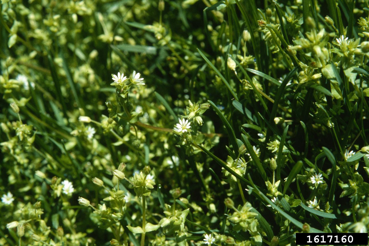 common chickweed (Stellaria media (L.) Vill.)