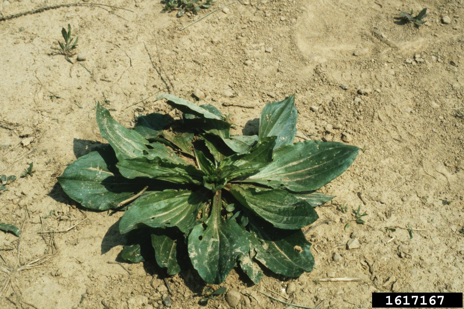 plantains (Genus Plantago)