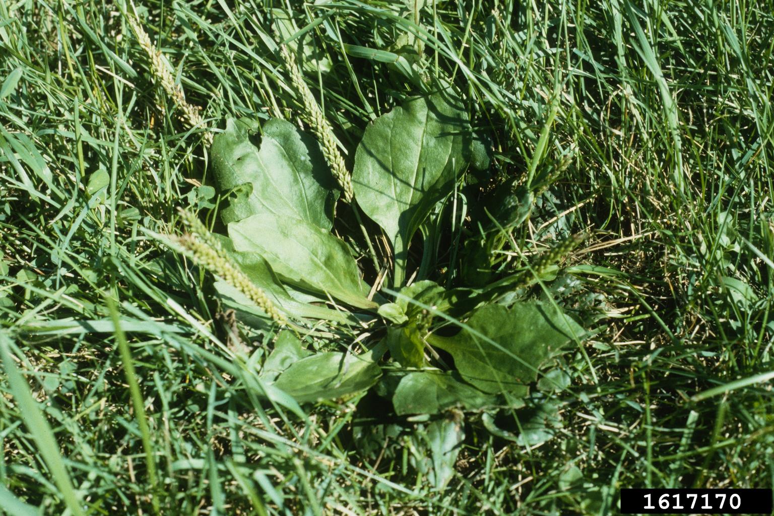 plantains (Genus Plantago L.)