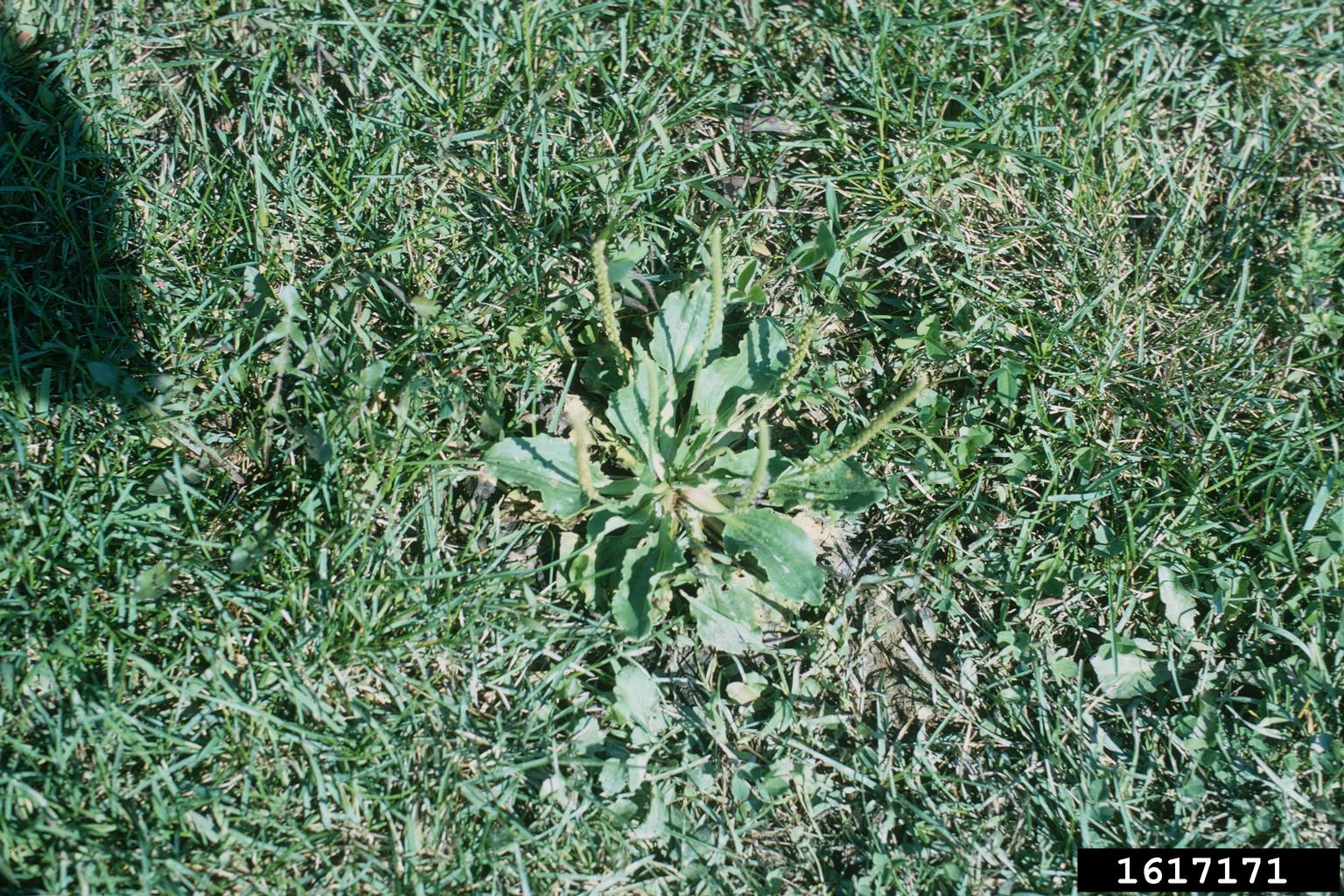 plantains (Genus Plantago L.)