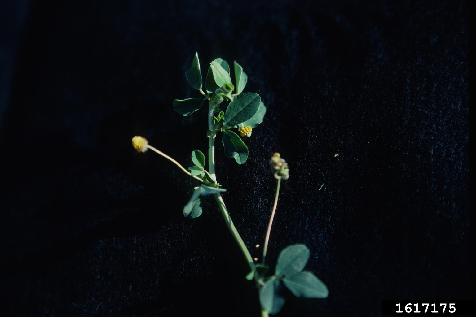 black medic (Medicago lupulina L.)