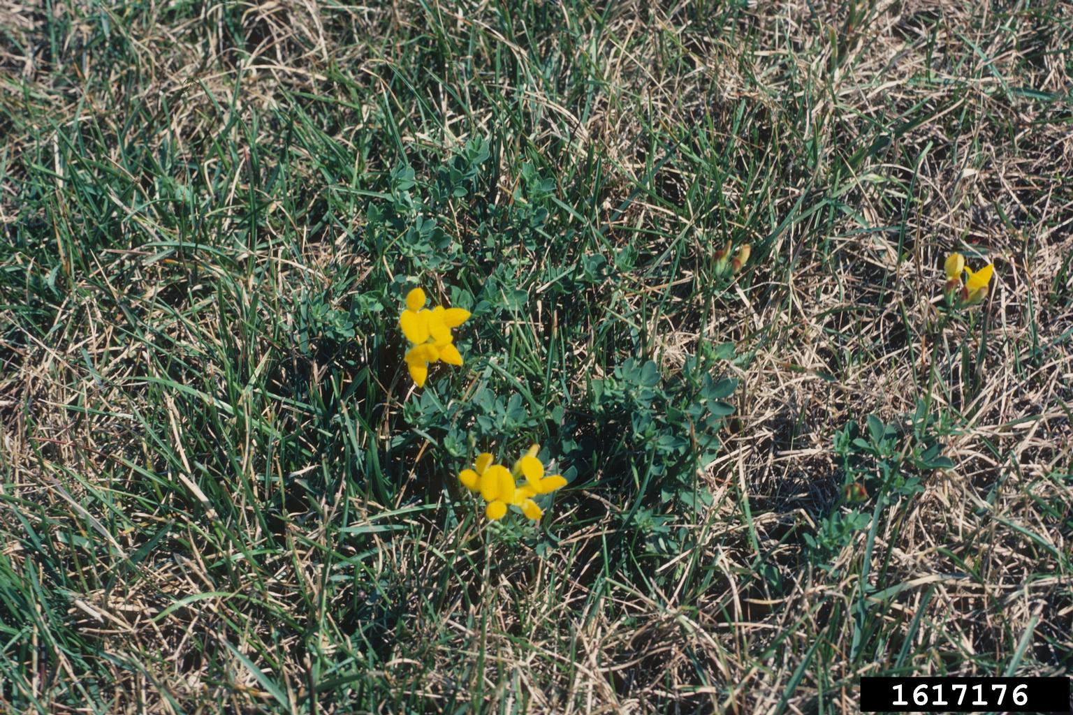 birdsfoot trefoil (Lotus corniculatus L.)