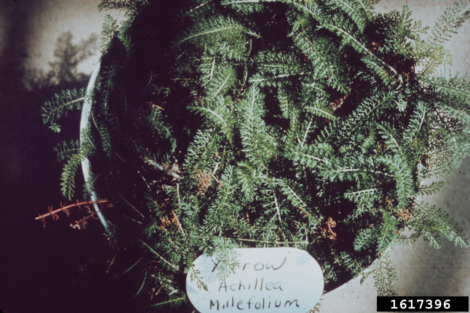 common yarrow (Achillea millefolium L.)