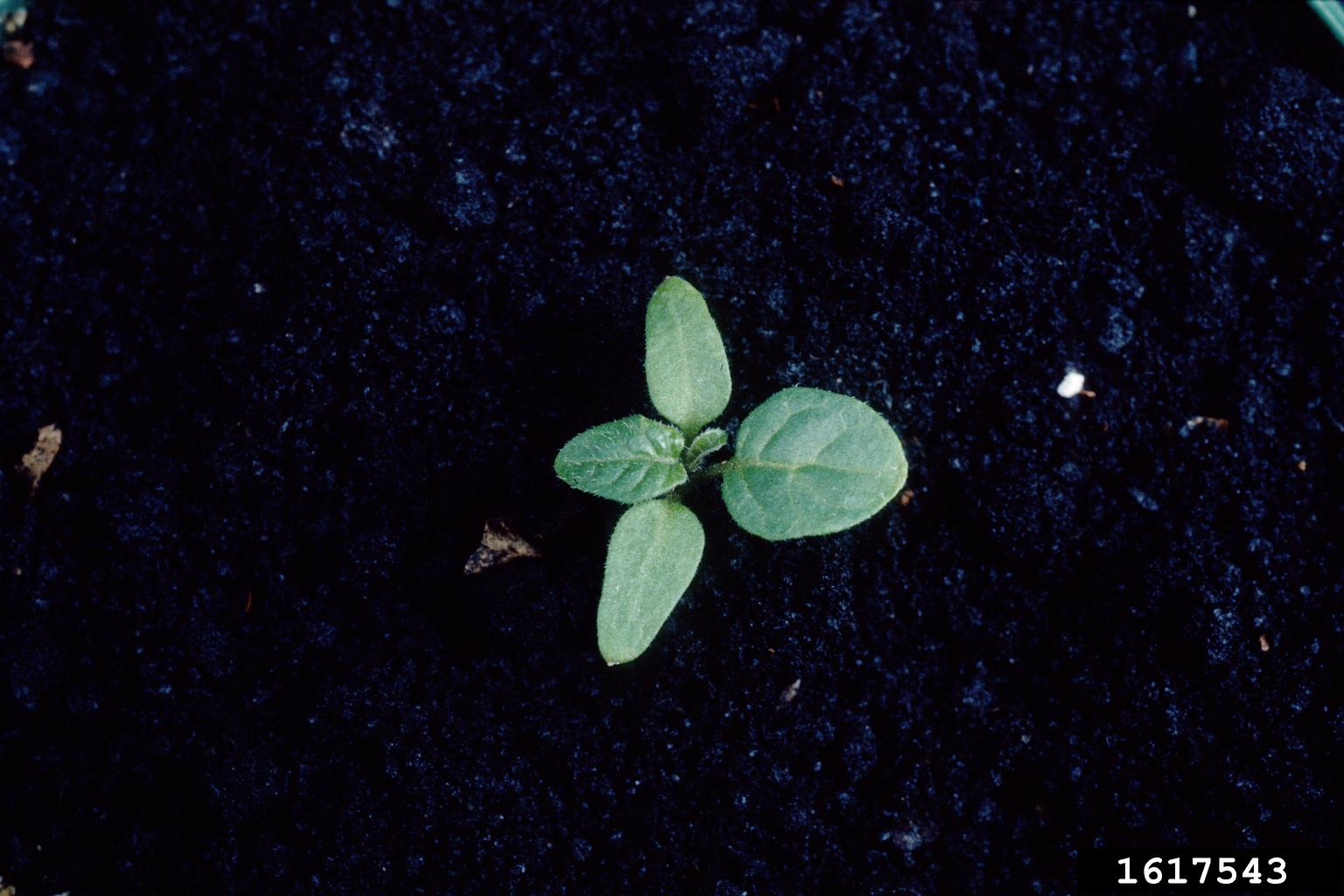 black nightshade (Solanum nigrum L.)