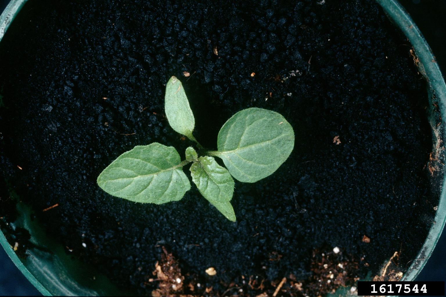 black nightshade (Solanum nigrum L.)