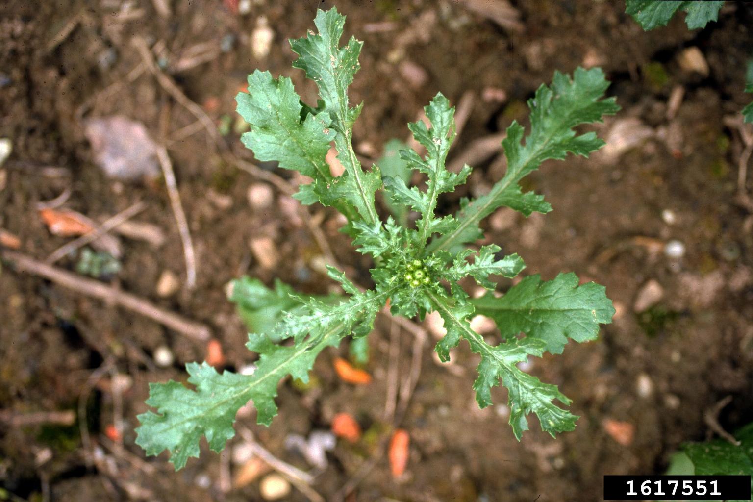 common groundsel (Senecio vulgaris L.)