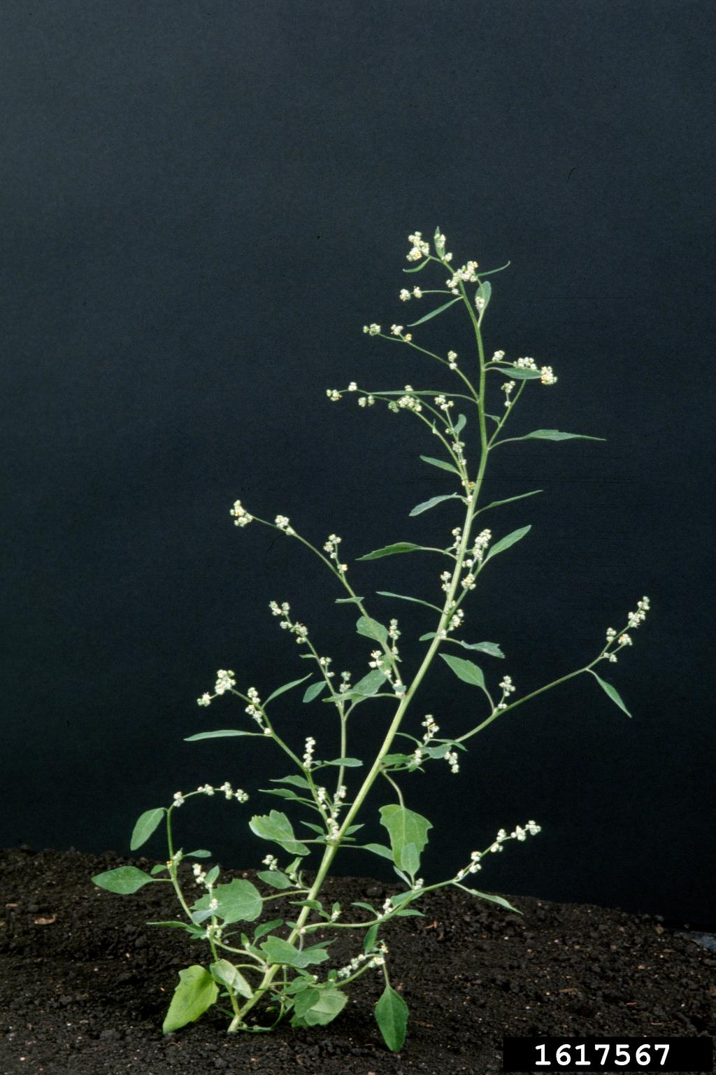 lambsquarters (Chenopodium album)