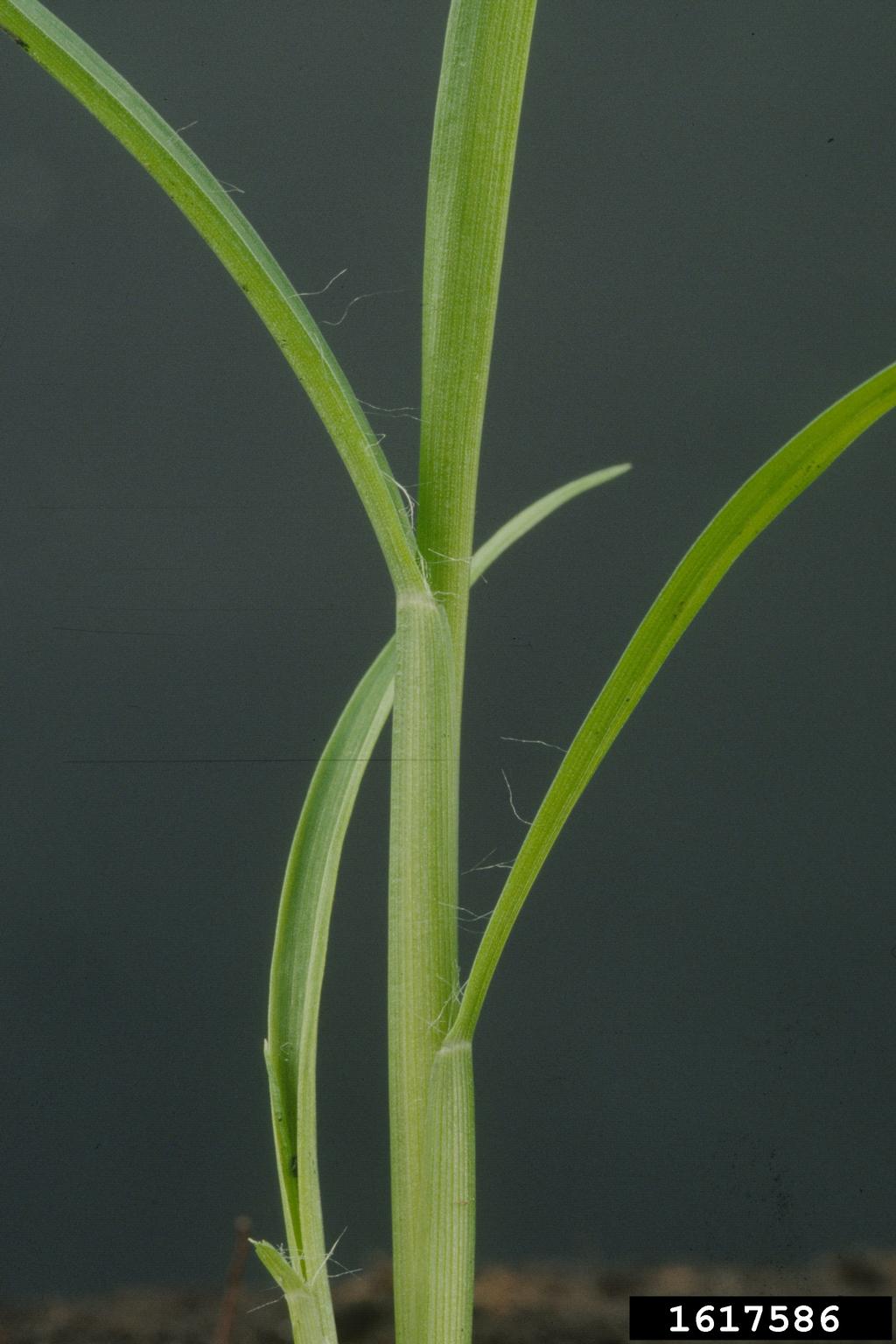 yellow foxtail (Setaria pumila (Poir.) Roemer & J.A. Schultes)