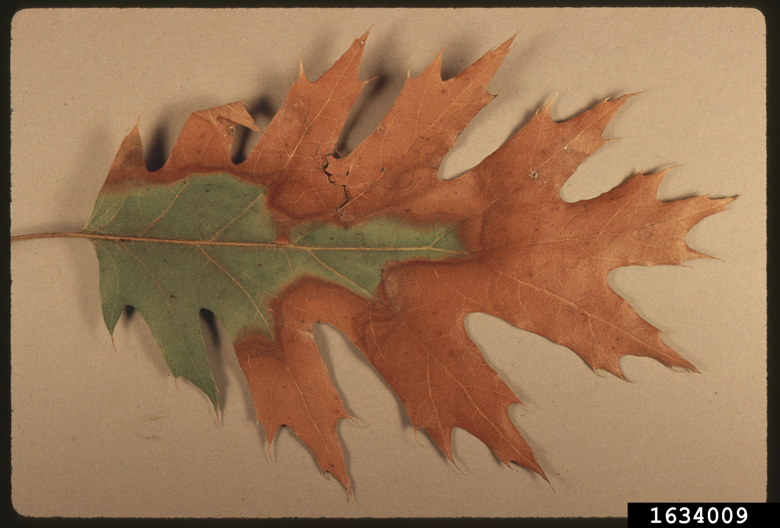 bacterial leaf scorch (Xylella fastidiosa Wells et al. 1987)