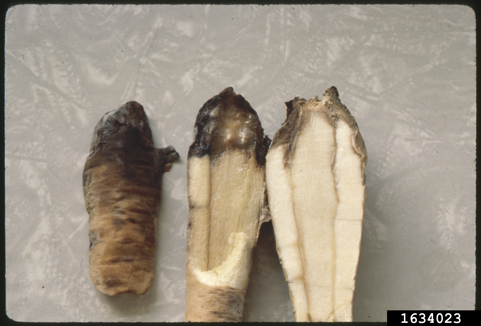 bacterial soft rot (Pseudomonas marginalis pv. marginalis (Brown 1918 ...