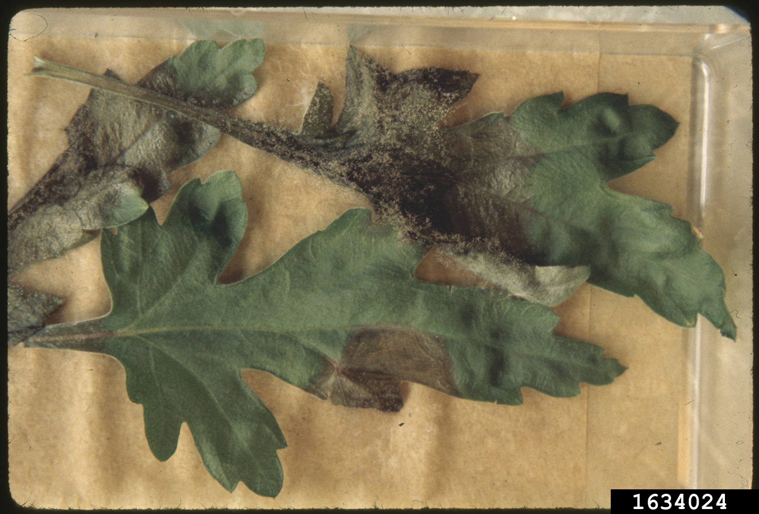 gray mold (Botrytis cinerea ) on chrysanthemum (Chrysanthemum spp ...