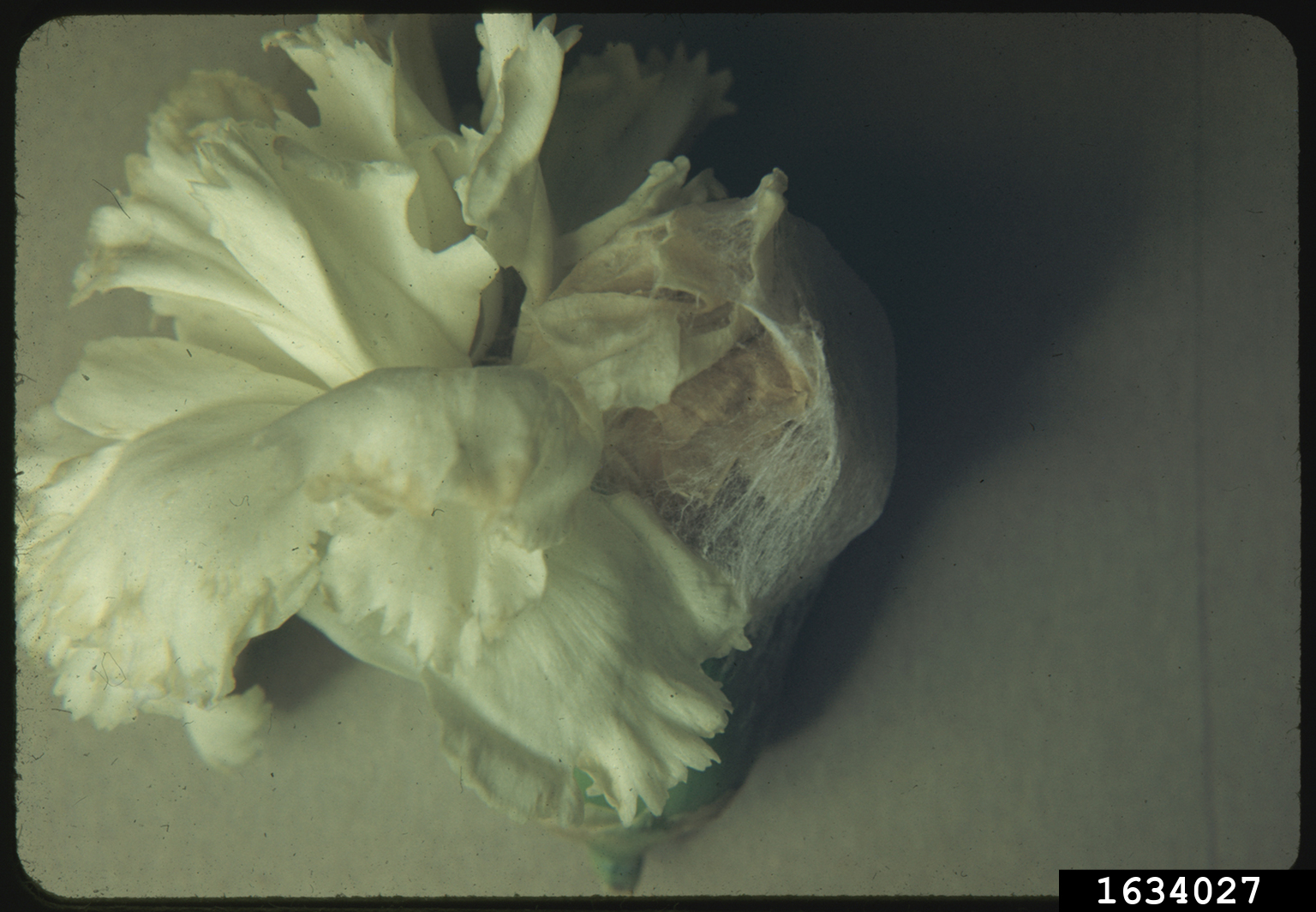 gray mold (Botrytis cinerea)