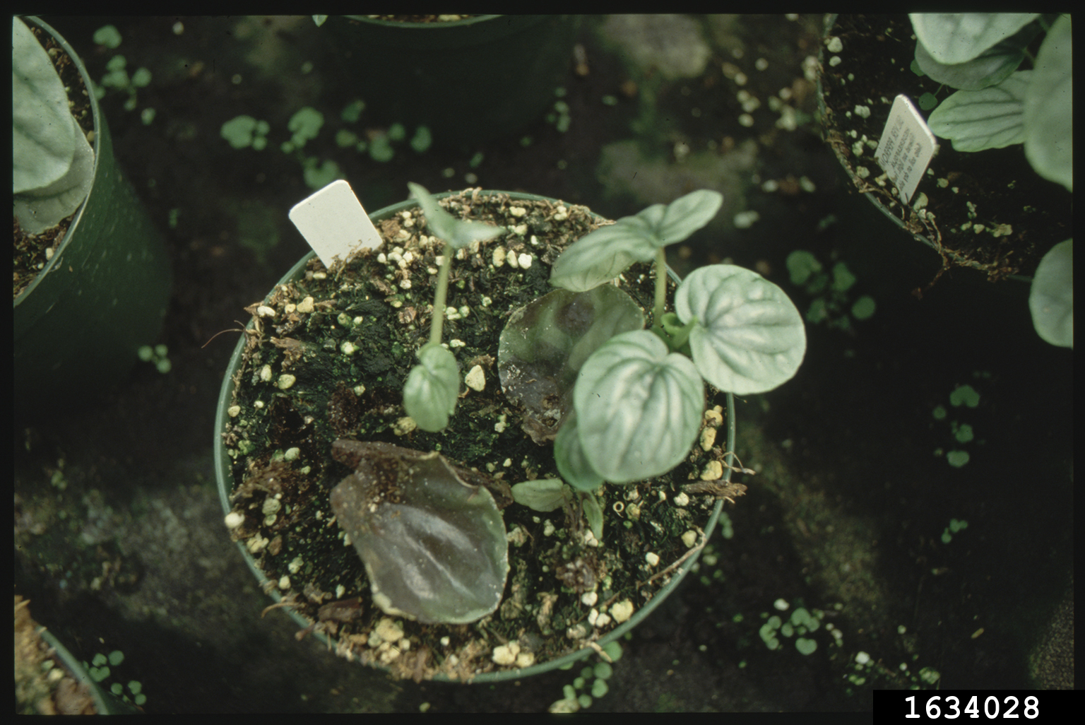 gray mold (Botrytis cinerea Pers.:Fr)