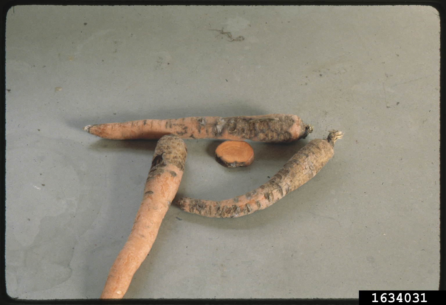 bacterial soft rot (Pectobacterium carotovorum ssp. carotovorum)