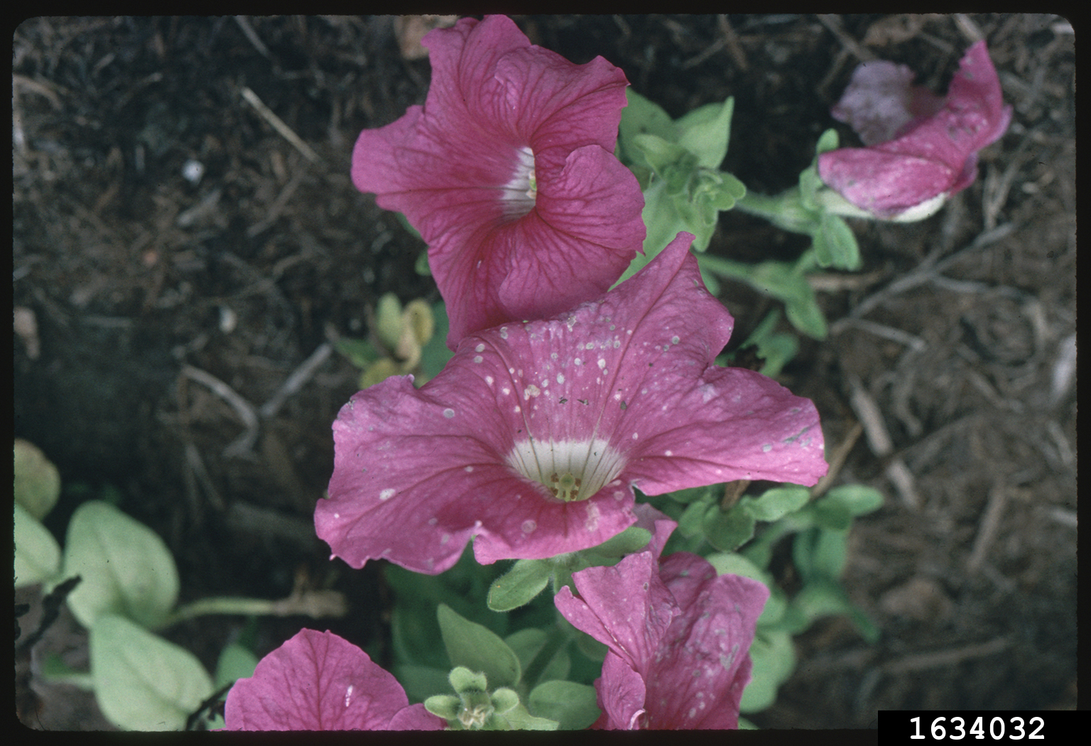 gray mold (Botrytis cinerea)