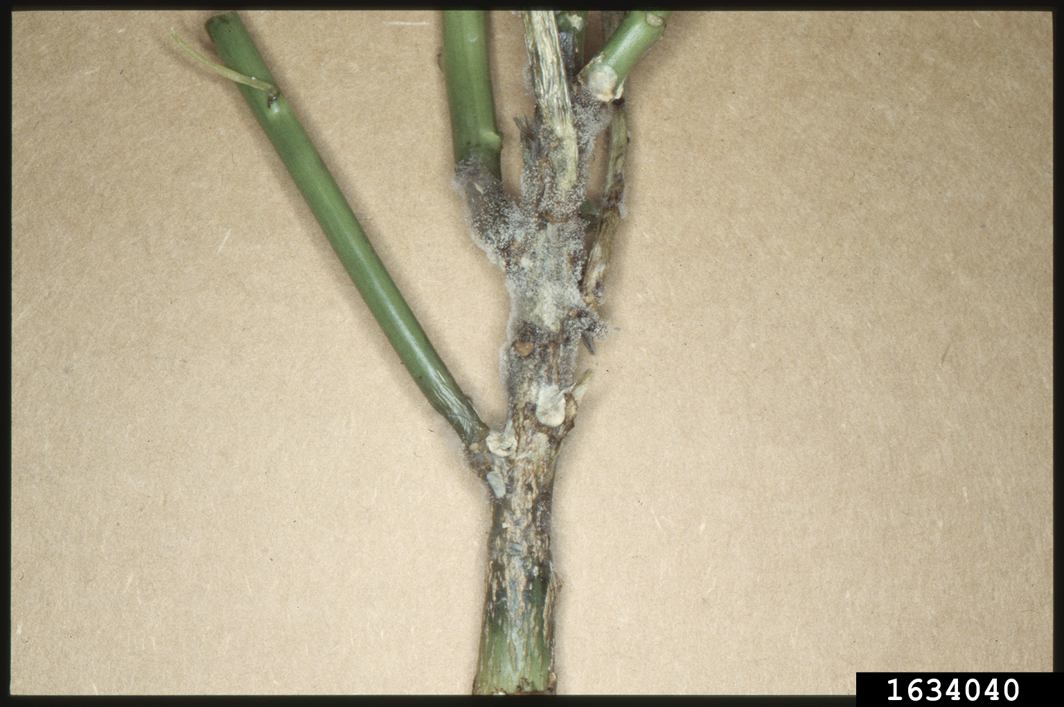 gray mold (Botrytis cinerea)