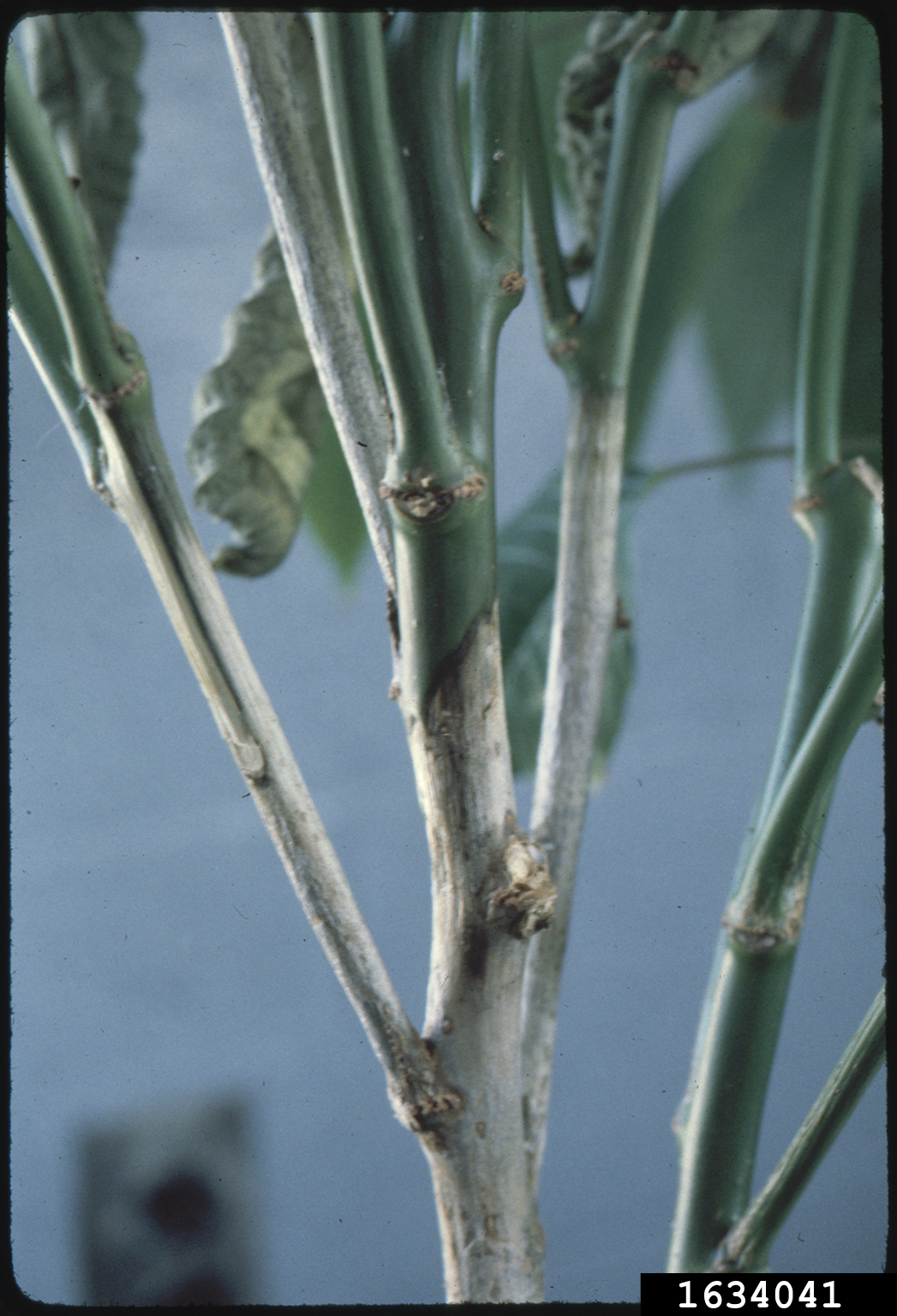 gray mold (Botrytis cinerea)