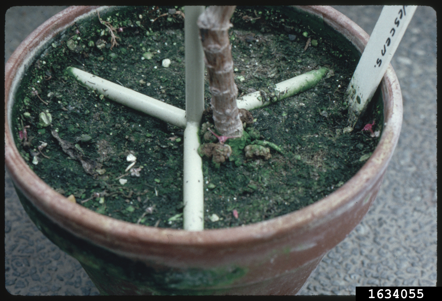 crown gall (Rhizobium radiobacter)